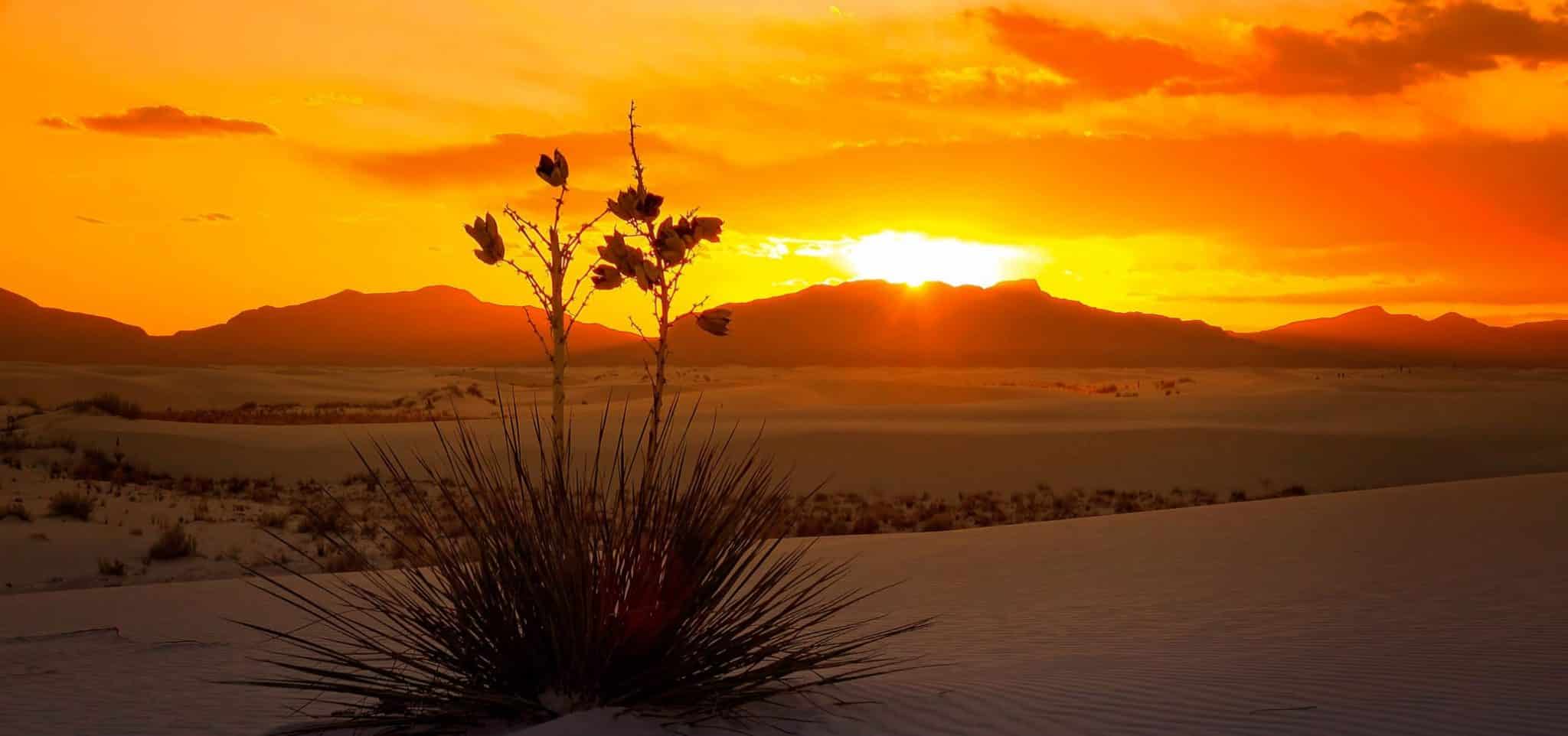 New Mexico Adjuster Exam Prep — AdjusterPro®