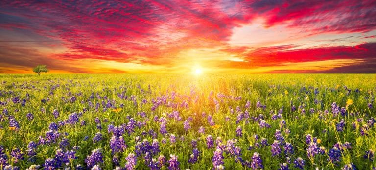 Texas All-Lines Adjuster Pre-Licensing — AdjusterPro®